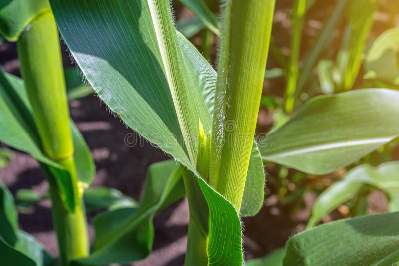 Strong, Even Corn Plants on the Field, in the Phase of the Formation of ...