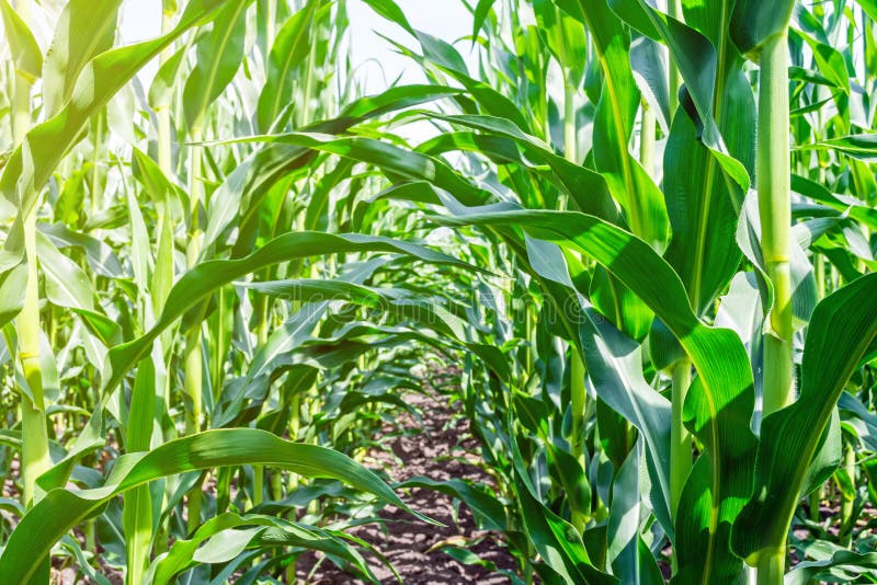 Strong, Even Corn Plants on the Field, in the Phase of the Formation of ...