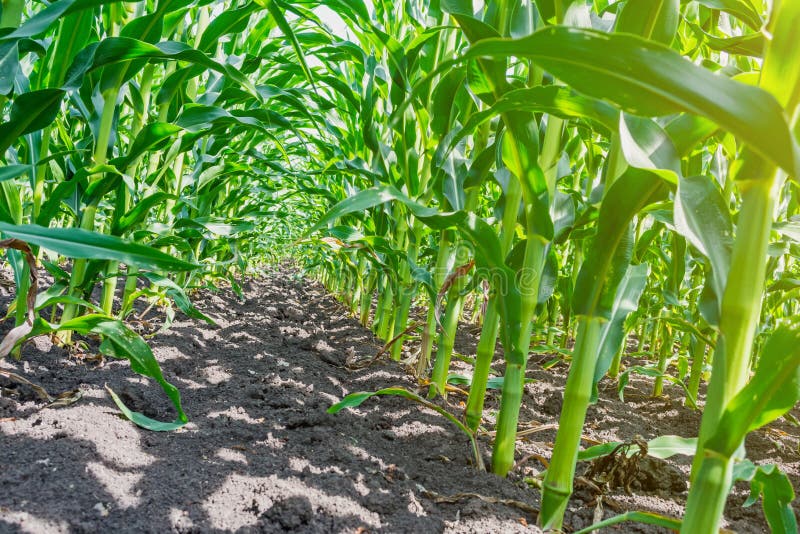 Strong, Even Corn Plants on the Field, in the Phase of the Formation of ...