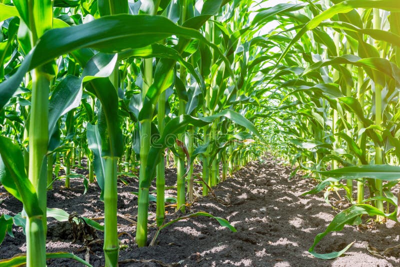 Strong, Even Corn Plants on the Field, in the Phase of the Formation of ...