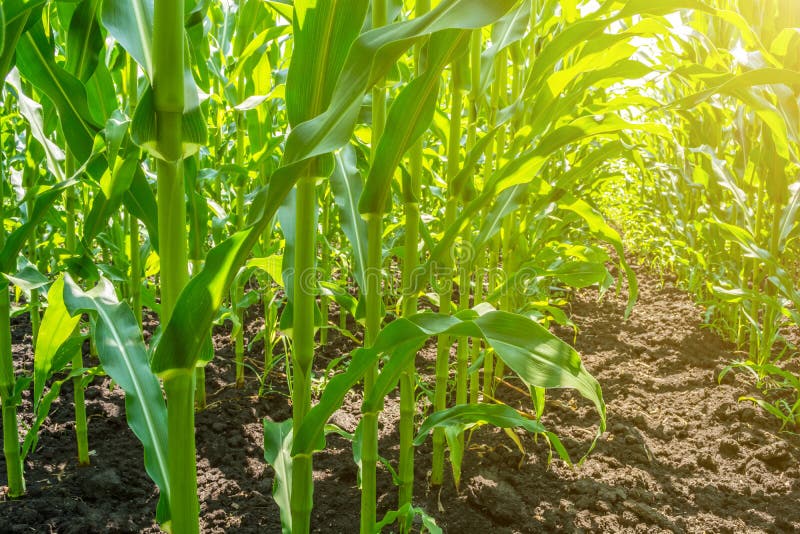 Strong, Even Corn Plants on the Field, in the Phase of the Formation of ...