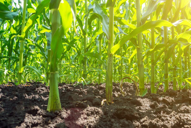 Strong, Even Corn Plants on the Field, in the Phase of the Formation of ...