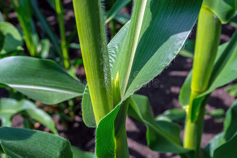 Strong, Even Corn Plants on the Field, in the Phase of the Formation of ...