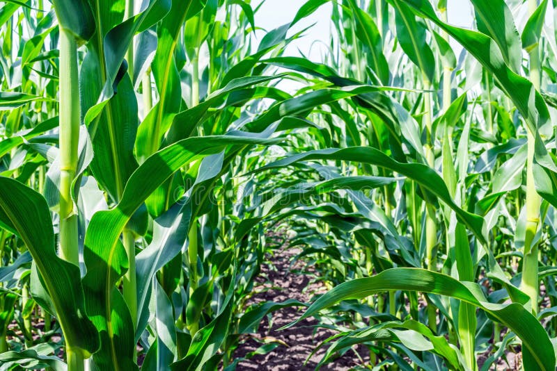 Strong, Even Corn Plants on the Field, in the Phase of the Formation of ...