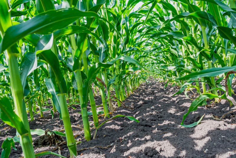 Strong, Even Corn Plants on the Field, in the Phase of the Formation of ...
