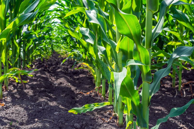 Strong, Even Corn Plants on the Field, in the Phase of the Formation of ...