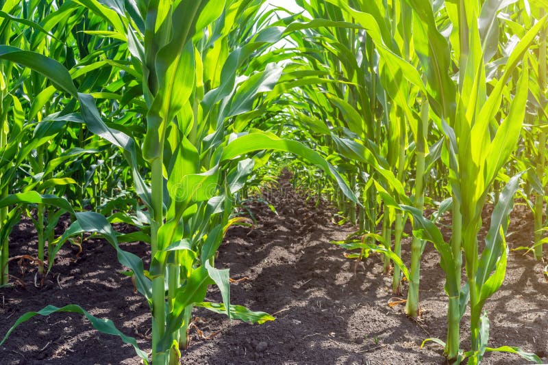 Strong, Even Corn Plants on the Field, in the Phase of the Formation of ...