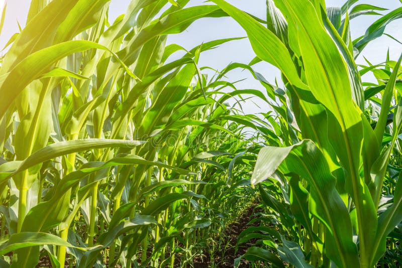 Strong, Even Corn Plants on the Field, in the Phase of the Formation of ...