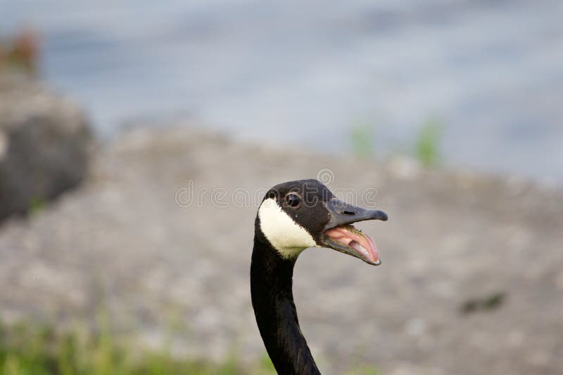 Scream of a goose stock photo. Image of portrait, black - 55567828