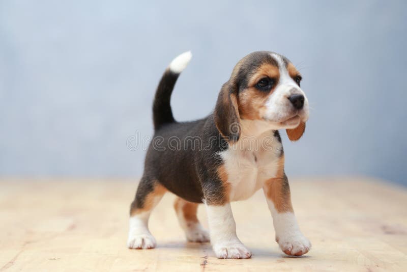 Strong Female Beagle Puppy in Action Stock Image - Image of month, view ...