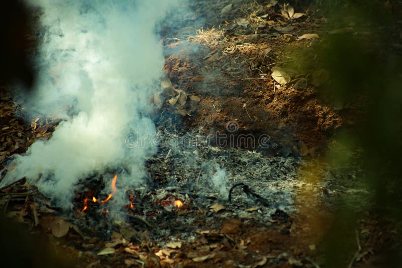 Strong Fire in the Forest stock image. Image of bushfire - 175316535