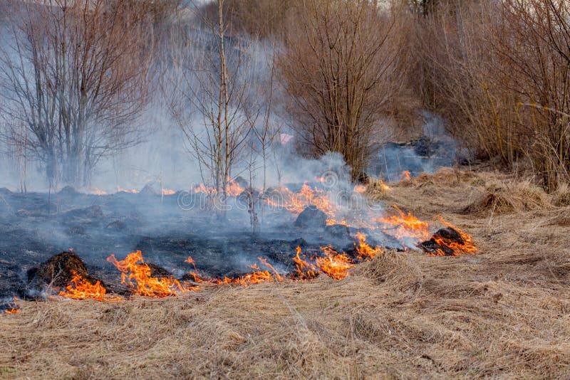 A Strong Fire Spreads in Gusts of Wind through Dry Grass, Smoking Dry ...