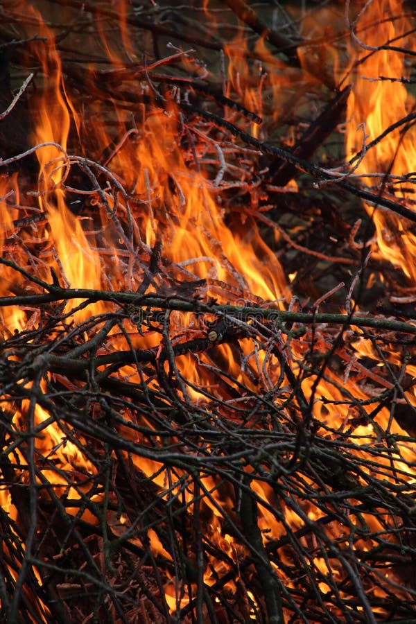 Strong Fire from the Tree Branches Stock Image - Image of dangerous ...