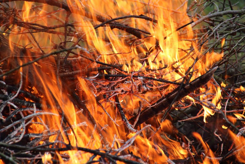 Strong Fire from the Tree Branches Stock Image - Image of dangerous ...