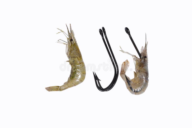 Strong Fishing Hook and Shrimp Stock Image - Image of seafood, healthy ...
