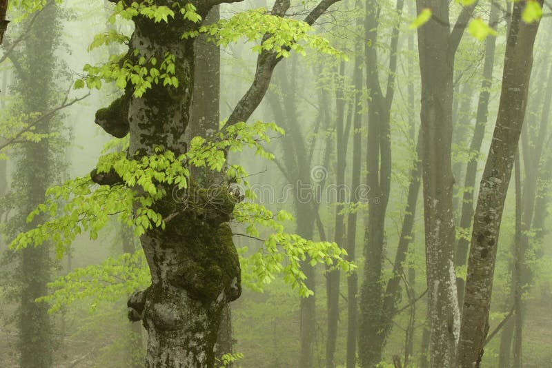 Strong Fog in the Beech Forest. Stock Image - Image of outdoors ...