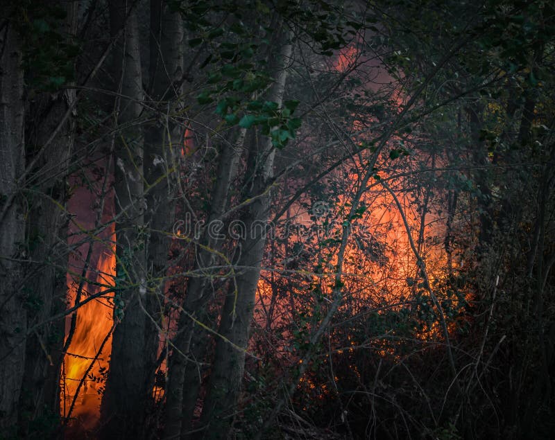 Forest Fire Burning Vegetation and Trees in Spring Stock Photo - Image ...
