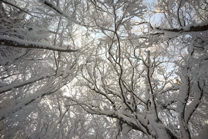 Snowy Forest and Sky in Perspective Stock Image - Image of green ...