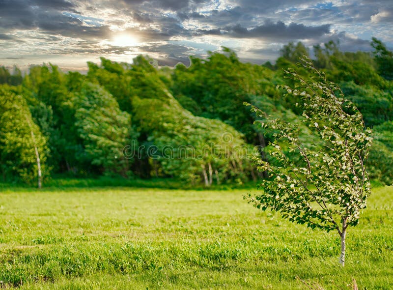 Strong Gale Blows and Bends Green Trees Stock Image - Image of wild ...