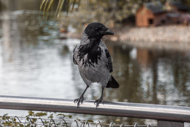 A Strong Glance Wise Birds. Stock Photo - Image of plumage, strong ...