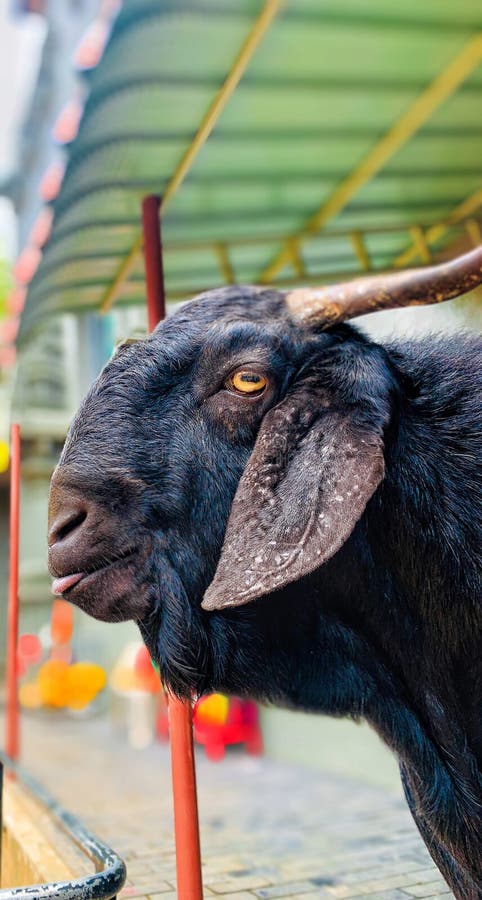 Strong Goat stock photo. Image of head, mammal, sheep - 251235968