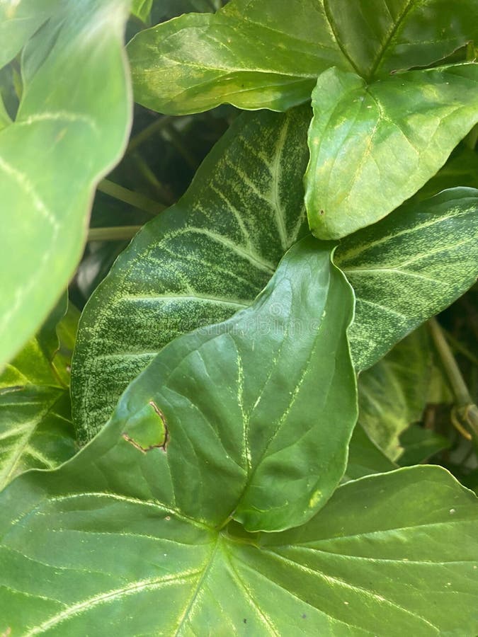 Strong Green Broadleaf Plant Stock Image - Image of jungle, garden ...
