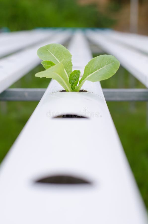 Strong Growth and Alone Concept Stock Image - Image of garden, food ...