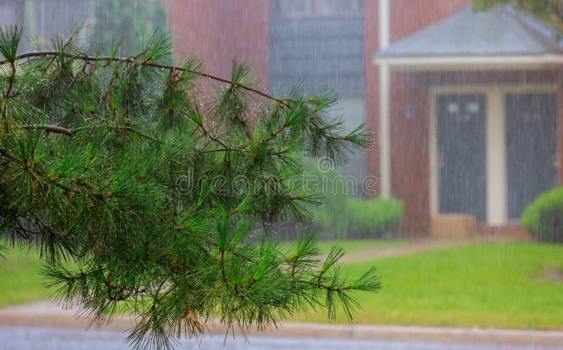 Heavy Raining in Tree during the Rain. a Strong Gusty Wind in the City ...