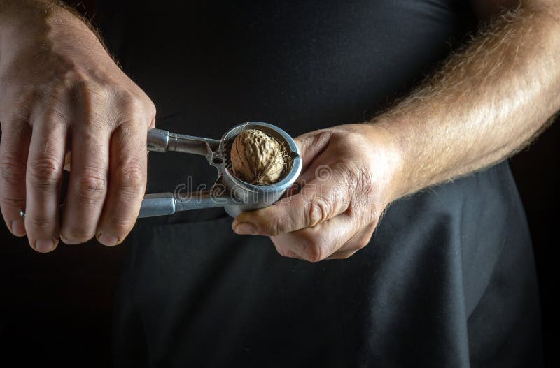 Opening Bud on Walnut Branch in Spring. Stock Photo - Image of flower ...