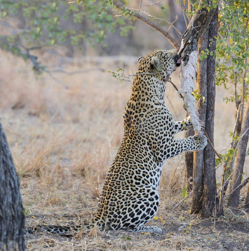 Strong and Hungry Leopard Catch a Rock Python Stock Image - Image of ...