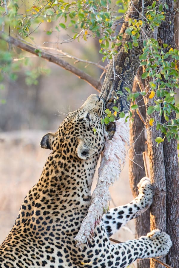 Strong and Hungry Leopard Catch a Rock Python To Eat Stock Photo ...