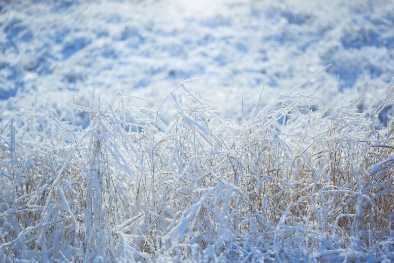 Strong Icy Grass with Ice Crystals Stock Image - Image of seed, card ...