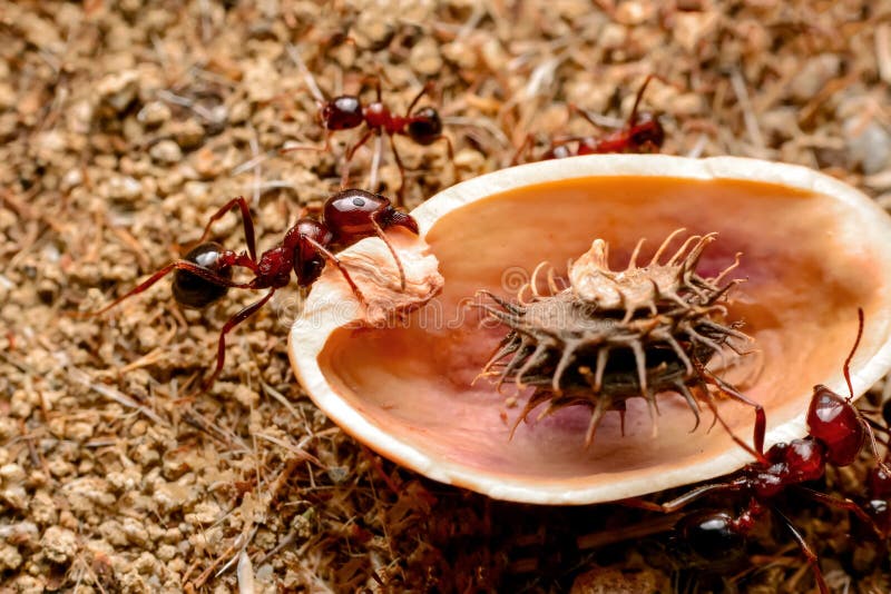 Strong Jaws of Red Ant Close-up Stock Image - Image of jaws, detail ...