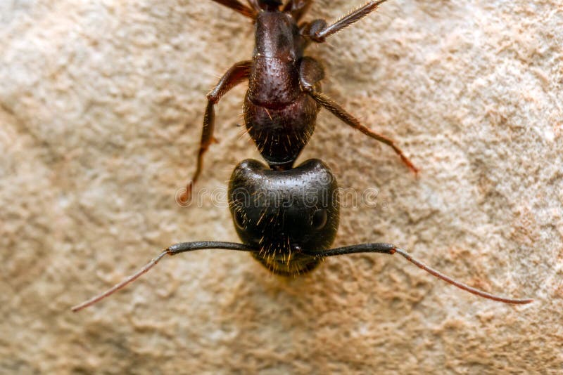 Strong Jaws of Red Ant Close-up Stock Photo - Image of damage, insect ...