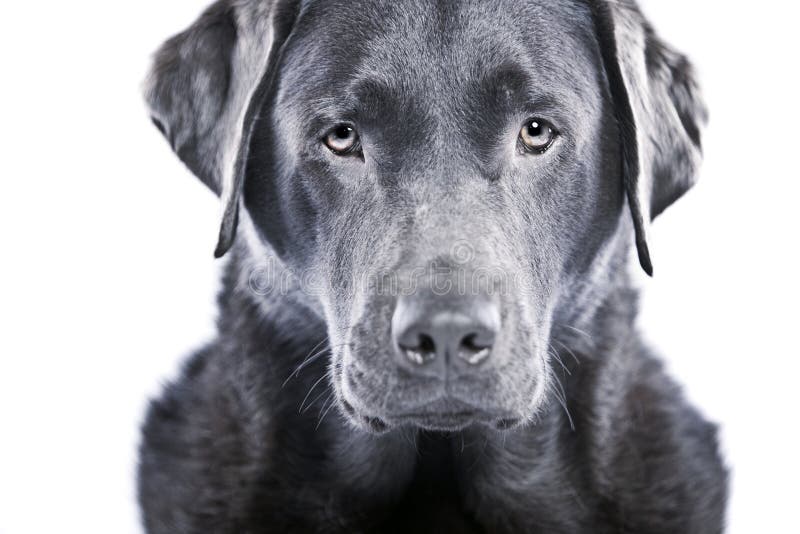 Strong Labrador Against White Background Stock Photo - Image of ...