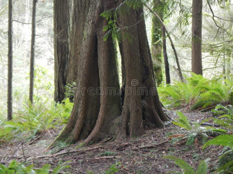 Strong Legs stock photo. Image of rooted, strong, base - 71788420