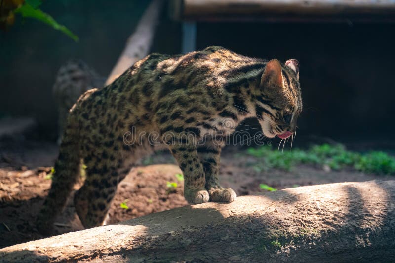 Strong Leopard Cat Stretching and Looking Tentatively Down, Sunshine ...