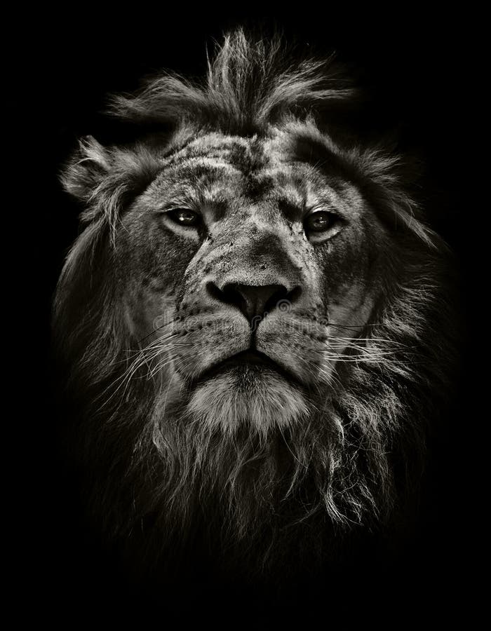 Strong lion stock photo. Image of face, nature, male - 51909544