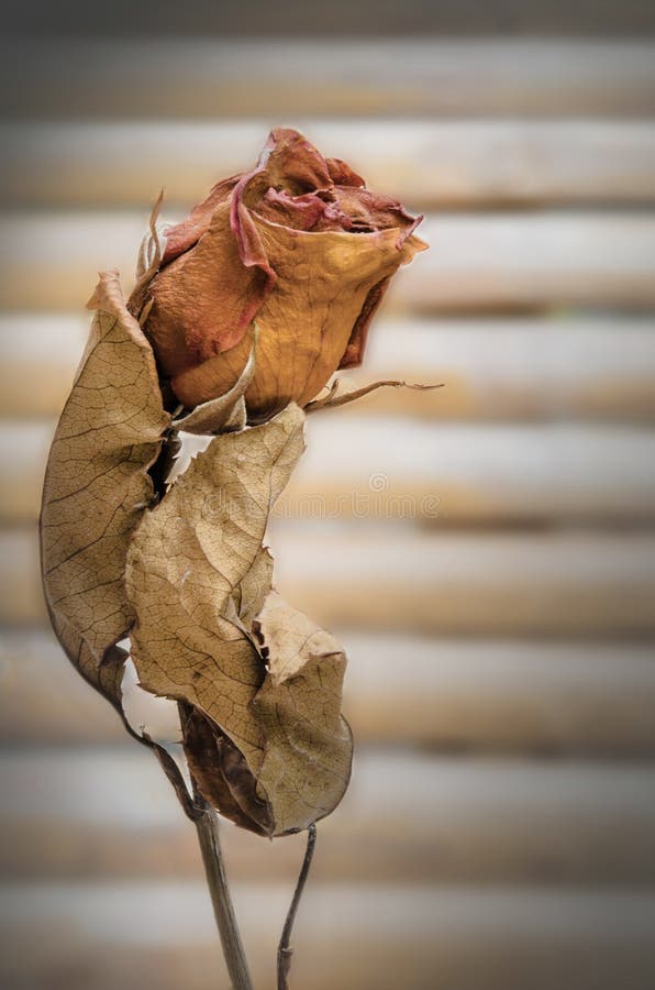 Strong Love Forever Symbol, Abstract with Red Rose. Stock Photo - Image ...