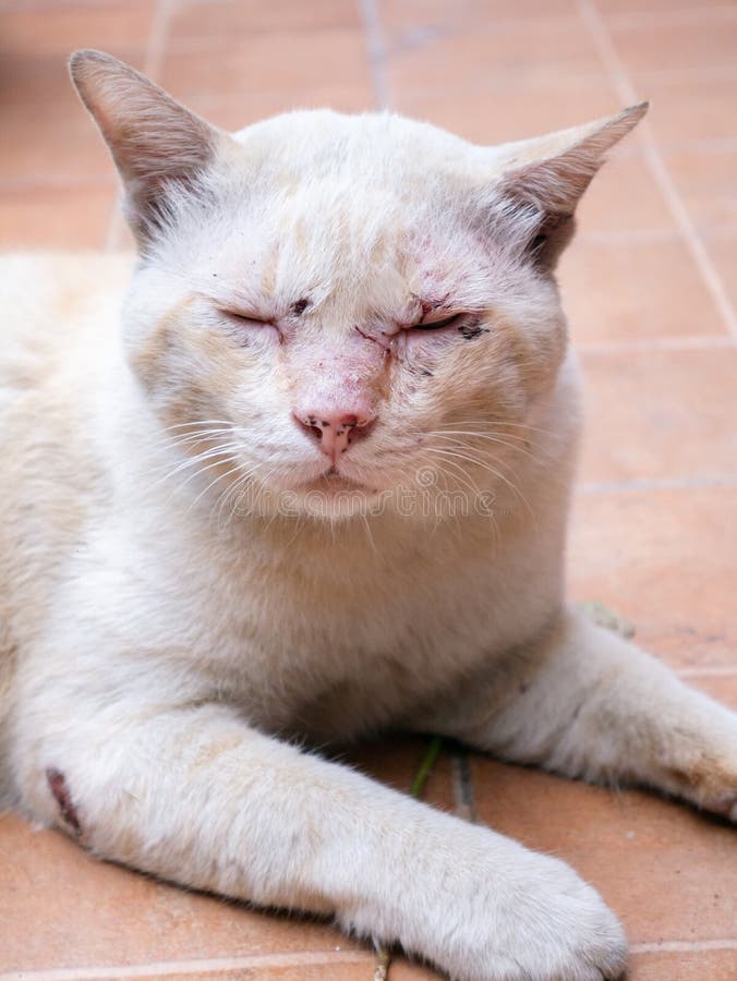 Strong Male Alpha Stray Cat with Scars and Wound Stock Image - Image of ...