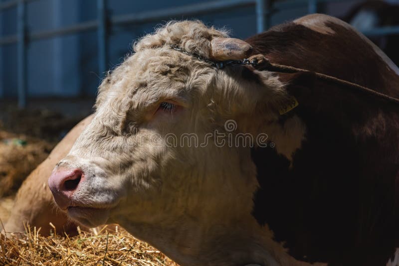 Strong Male Bull on Dairy Farm Stock Photo - Image of dairy, farm ...