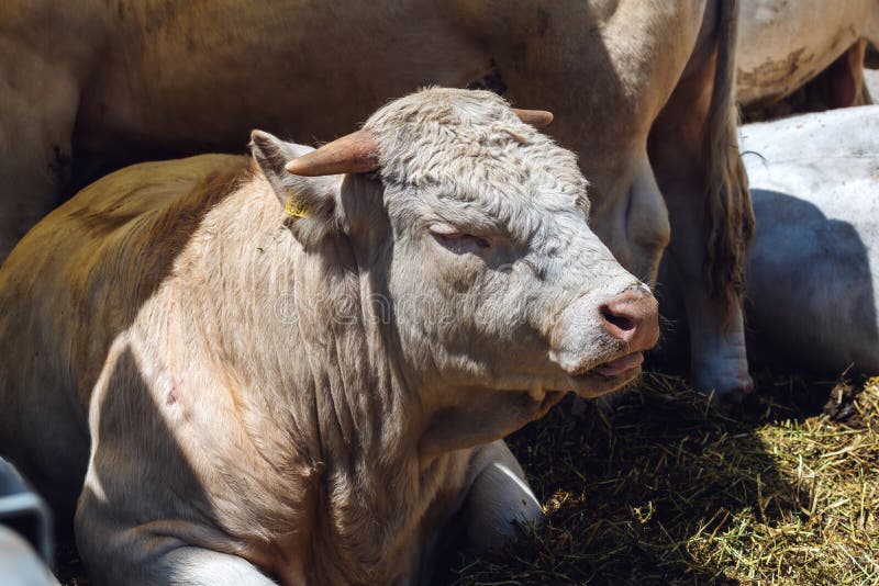 Strong Male Bull on Dairy Farm Stock Photo - Image of aquitaine, blonde ...