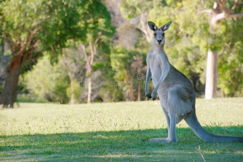 Kangaroo with Baby Joey in Pouch Stock Image - Image of pouch, animal ...