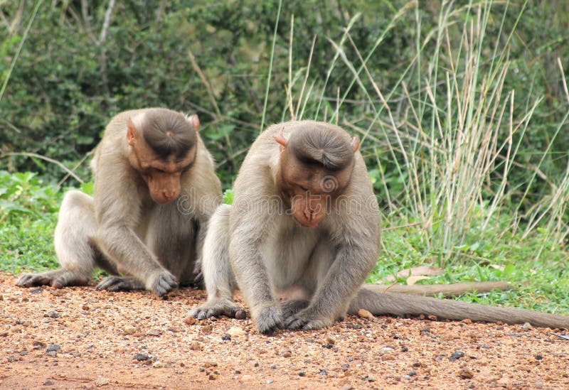 Monkey Sitting With A Style Stock Image - Image of wildlife, female ...