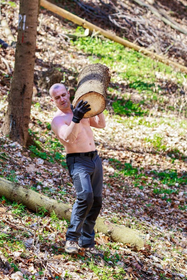 Lumberjack Carrying A Big Beech Log To Split Stock Photo - Image of ...