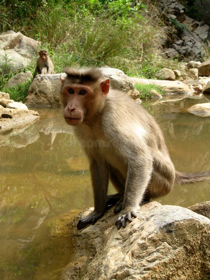 166,629 Monkey Photos - Free & Royalty-Free Stock Photos from Dreamstime