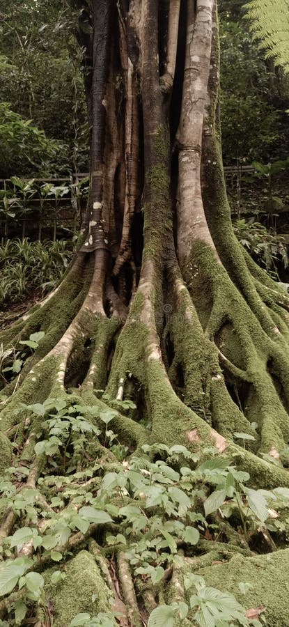 Strong mossy tree roots stock photo. Image of tree, plant - 269701226