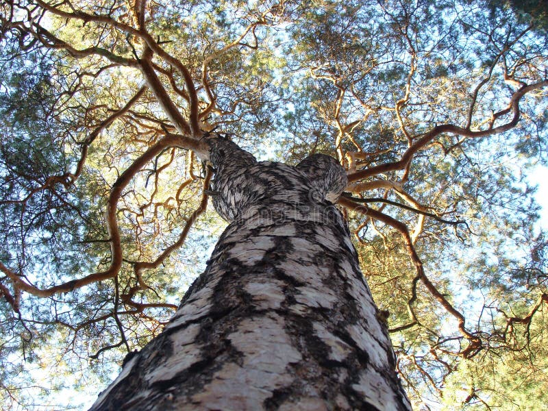 Muscle Free Stock Photos & Pictures, Muscle Royalty-Free and Public ...