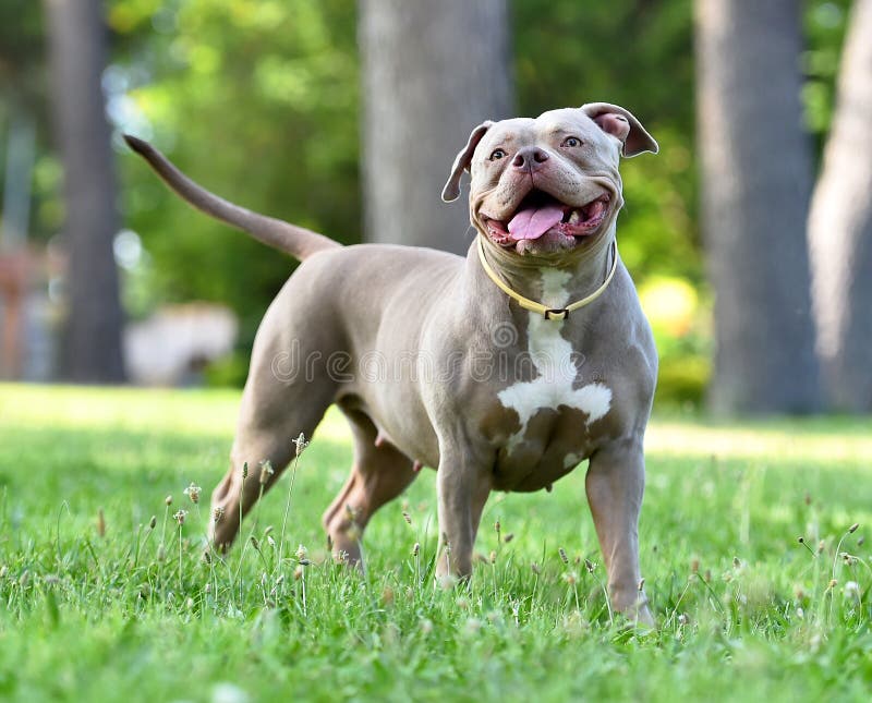 American Bully Dog in the Park Stock Image - Image of muscular, sports ...
