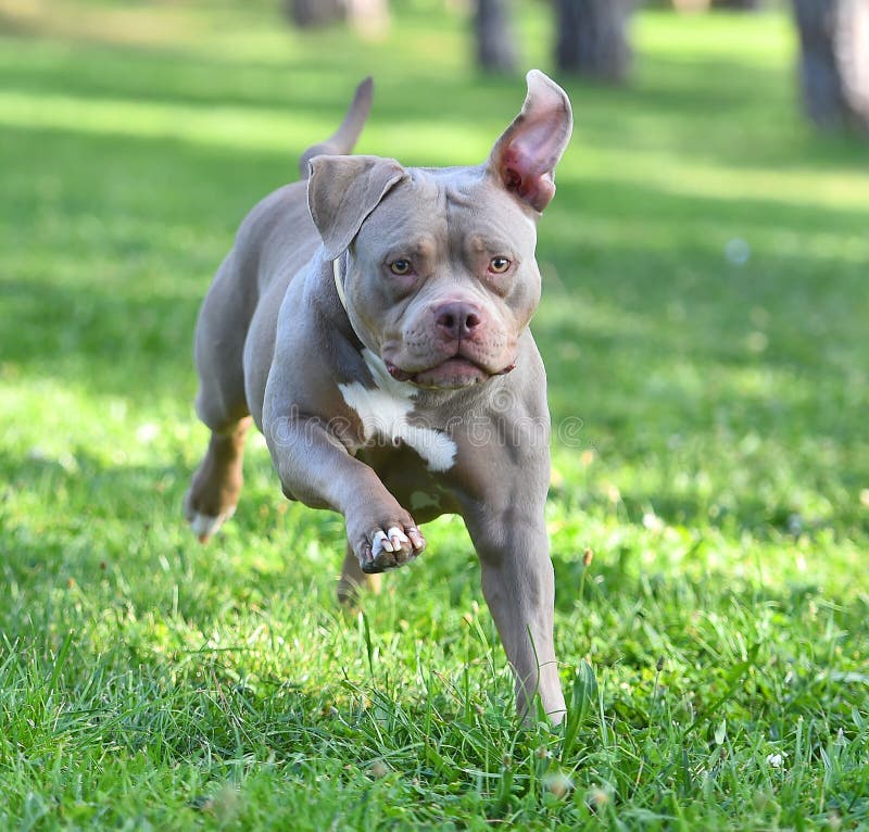 American Bully Dog in the Park Stock Photo - Image of park, doggy ...